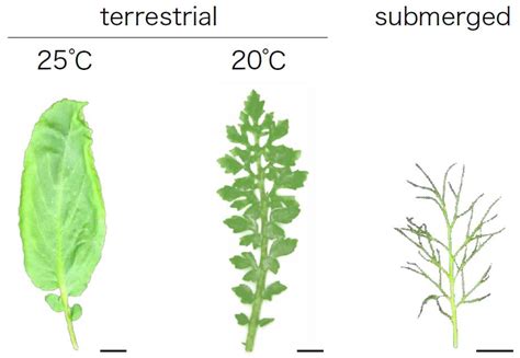 Phenotypic Plasticity Examples