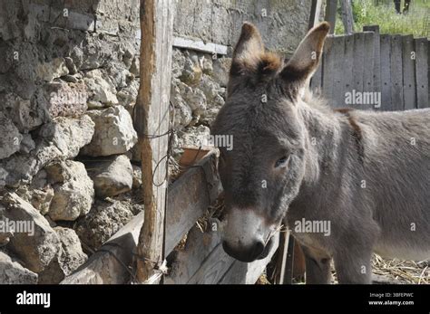 The Sardinian Donkey Is A Breed With Very Ancient Origins In Sardinia