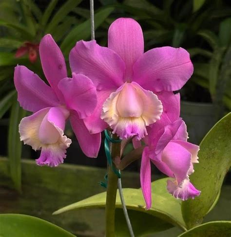 American Orchid Society A Recent Purchase I Think It Is Cattlianthe