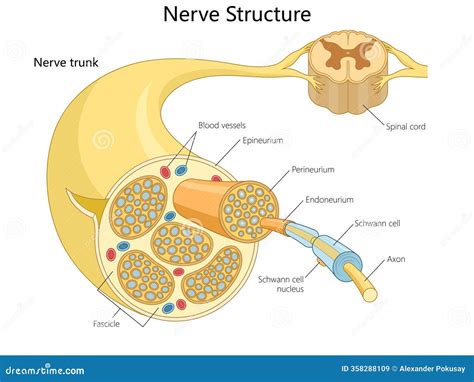 Nerve Cell Structure Diagram