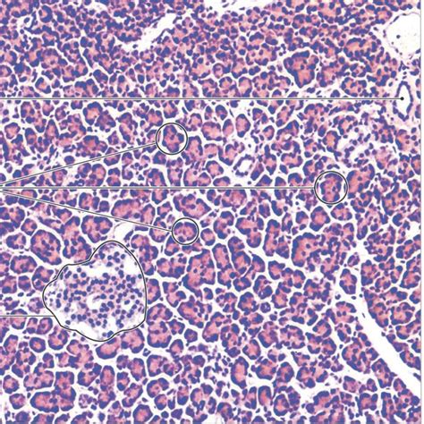 Pancreas Diagram Quizlet