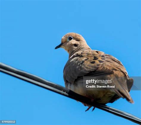 Small Doves Photos And Premium High Res Pictures Getty Images