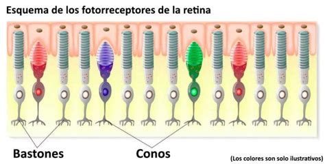 Conos Y Bastones Los Fotorreceptores Clave Ineurociencias