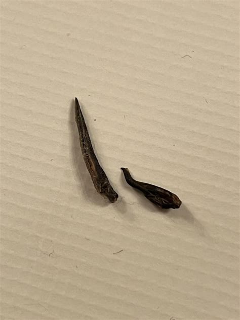 What Is This Buglarvae Rwhatisthisbug