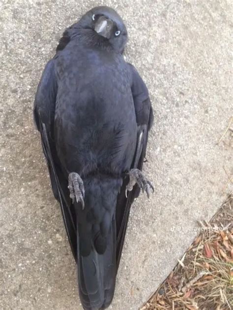 Cute Crow Sitting On Cement Floor