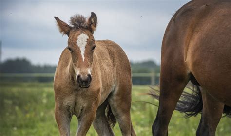 Ohtliku Hobuste Herpesviiruse Levik Eestis Jätkub Maaleht