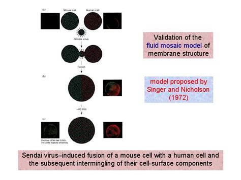 仙台病毒诱导细胞融合具体过程是怎样的？ 知乎