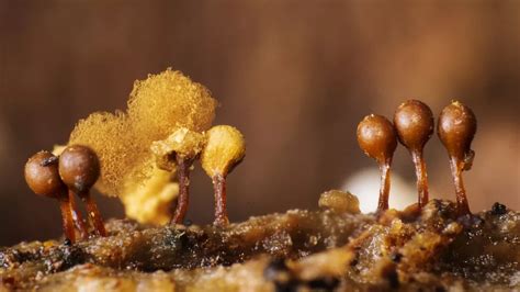 Protozoa Protozoans Humboldt Life Lost Coast Outpost Humboldt