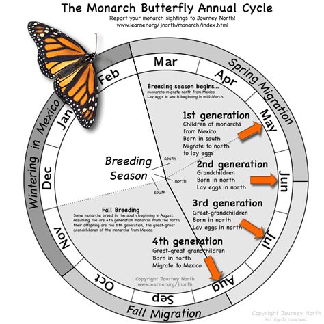 Life Cycle Of A Monarch Butterfly Printable Printable Free Templates