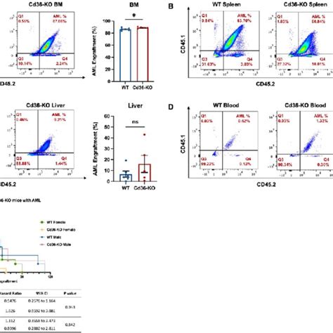 Cd36 Ko Mice Exhibit Similar Aml Engraftment Compared With Wt Mice A D