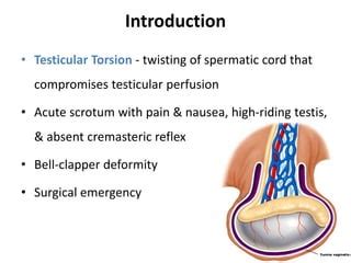 Torsion Testis Operative Chat Pptx