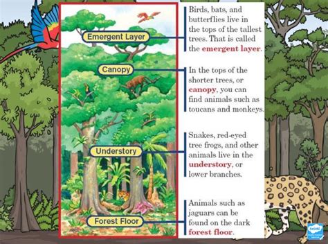 Rainforest Layers And Animals That Live There