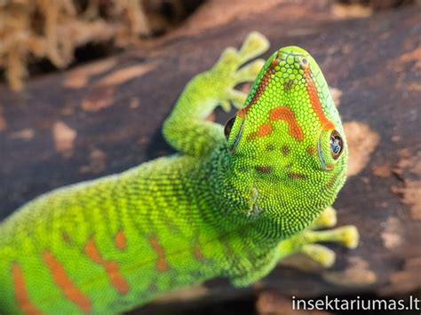Giant Day Gecko Morphs