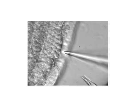 Patch Clamp Lecture Ppt Patch Clamp Lecture Ppt