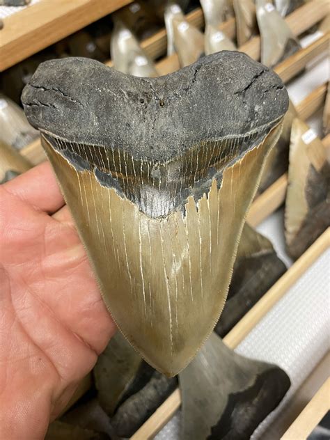 Megalodon Teeth How Many