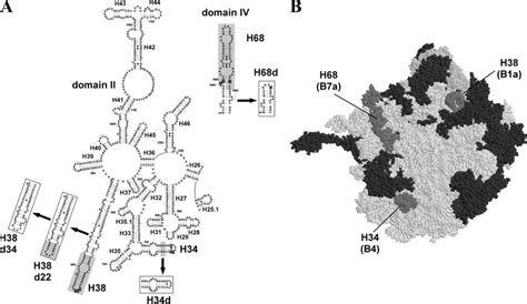 Secondary Structure Of Domain Ii In E Coli 23 S Rrna And Crystal