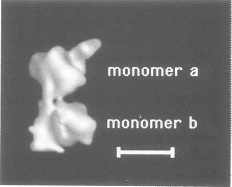 Three Dimensional Surface Model Of The Rna Polymerase I Dimer As
