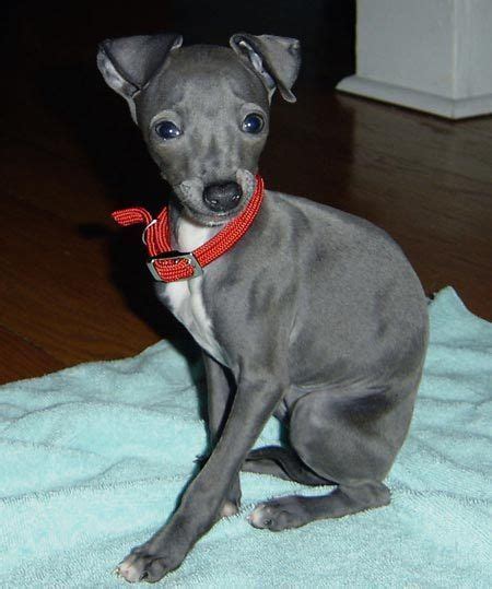 Mini Greyhound Puppies