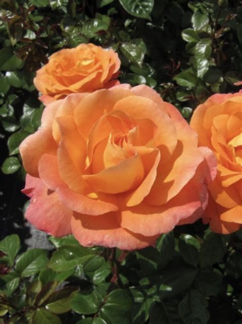 Loving Mum Rose Memorial Ts For Loss Of Mother English Roses