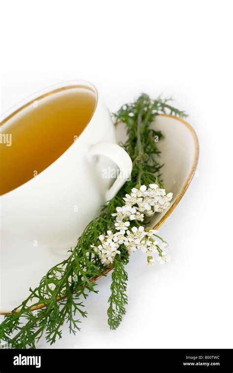 Schafgarbe Tee Fotos Und Bildmaterial In Hoher Auflösung Alamy