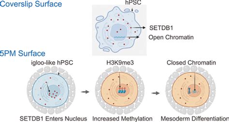 Binary Colloidal Crystals Promote Cardiac Differentiation Of Human Pluripotent Stem Cells Via