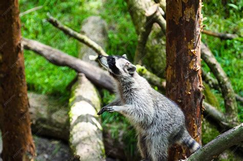 Premium Photo Curious Raccoon Procyon Lotor Also Known As The North