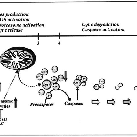 The Cytosolic Level Of Cytochrome C Is Regulated By Activated Caspases Download Scientific