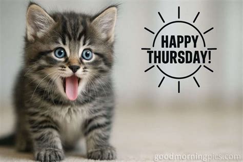 Happy Thursday With A Sweet And Funny Kitten