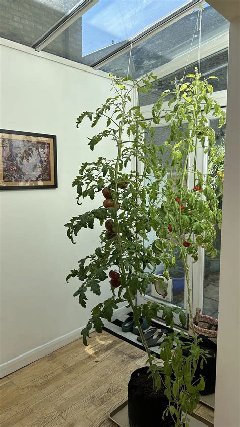 Can You Compost Tomato Plants — Meadowlark Journal