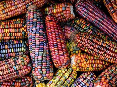 Caring For Ornamental Corn Plants How To Grow Ornamental Indian Corn