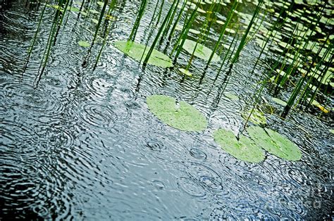 Rain On Pond Photograph By Thp Creative Fine Art America