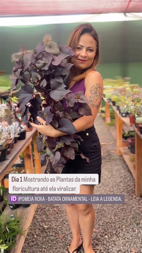 Planta De Batata Vermelha