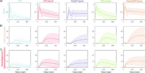 simulation of nfkb dynamics and resulting gene expression average