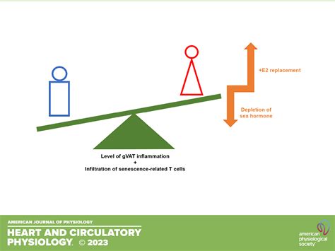Estrogen Contributes To The Sex Difference In The Occurrence Of