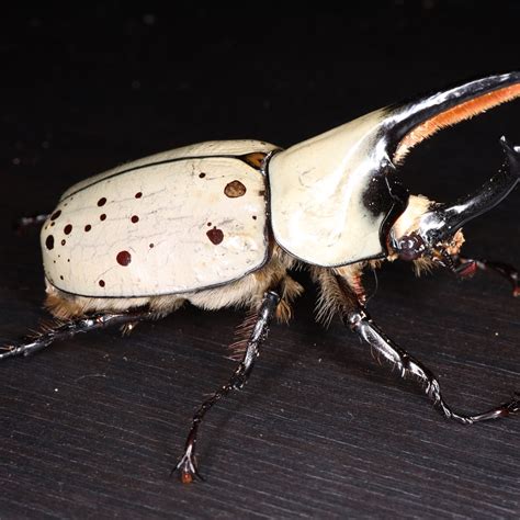 Western Hercules Beetle Dynastes Grantii Usbeetles