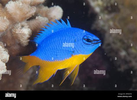 Yellow Dipped Damsel Chrysiptera Hemicyanea Azure Demoiselle Yellow
