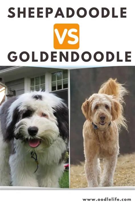 Sheepadoodle Vs Goldendoodle Breed Comparison With Photos Oodlelife®