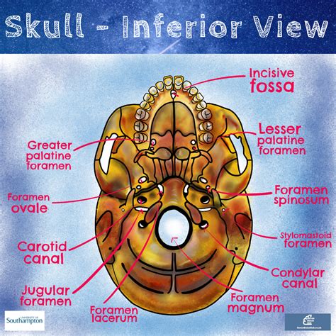The Skull And Cranial Cavity