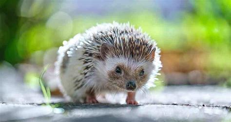 Que Faire Dun Hérisson Blessé