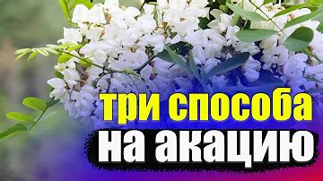 Сколько стоит килограмм меда акации? Ответов на вопрос: 25