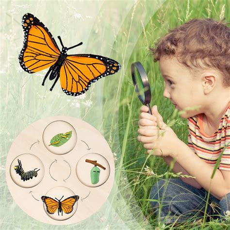 Visaly Butterfly Life Cycle Of A Growth Stage Model Educational Plant Growth Cycle Toy For