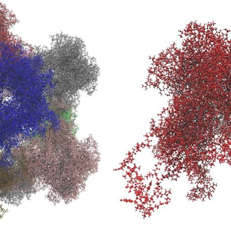 Human Papillomavirus Hpv Capsid Like Structure Of L1 Proteins Left