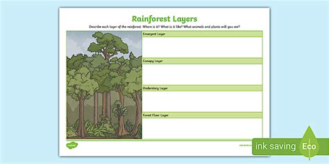 Rainforest Layers Describing Activity