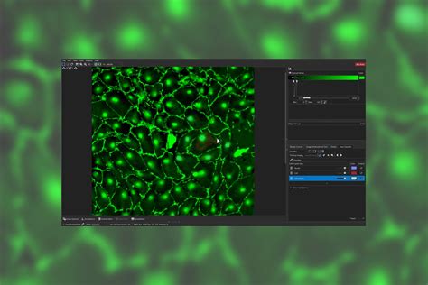 Microscopy Image Processing Tools Unveil Hidden Details