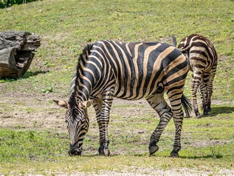 Two Zebras Grazing Outdoors In A Lush Green Grassy Landscape Stock Image Image Of East