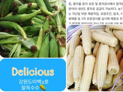 강원도 미백2호 찰 옥수수 Band