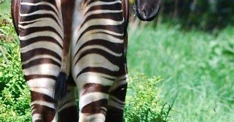 Okapi Photo By Obrien Photography Album On Imgur