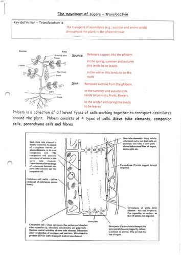 A Level Biology Ocr Plant Transport Translocation Booklet Lesson