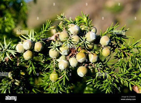 Cade Juniper Or Prickly Juniper Juniperus Oxycedrus Is A Shrub Or Small Tree Native To