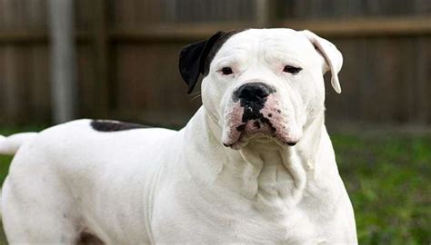 آشنایی با 13 نژاد سگ بولداگ از سراسر جهان تابان